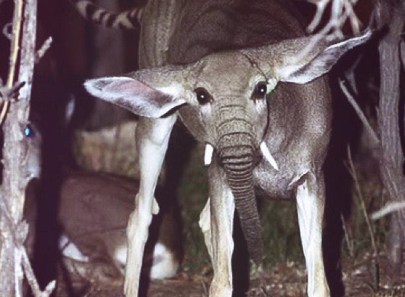 Quiz: Can you tell which animal is real and which one is fake? - Dinbeat