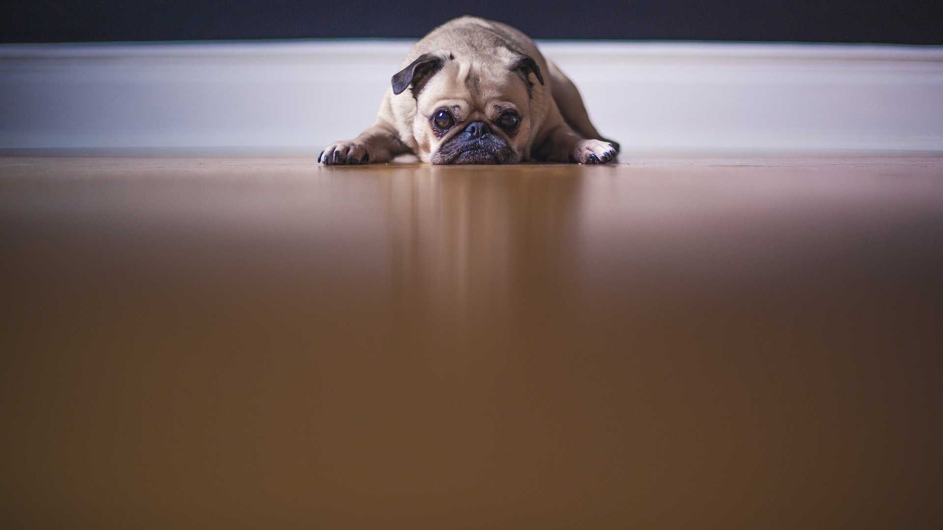 Stress in Animals: What It Is, Why It's Dangerous and How to Reduce It ...
